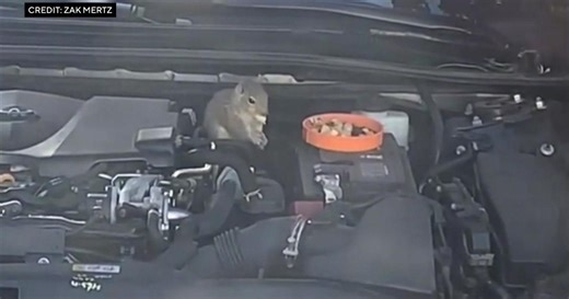 Squirrels causing serious damage to Queens residents' cars