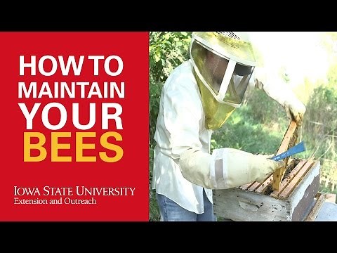 How to Maintain Your Bees Keeping Them Happy and Healthy