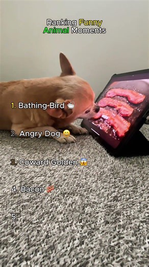 Ranking Funny Animals Moments #funny #animals #ranking