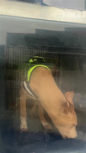 Adoption Event today at Western Ranch in Vacaville 103 Aegean Way 10am-2pm | Solano County Sheriff's Office Animal Care Division