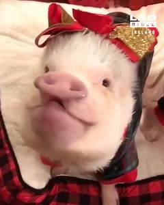 471K views · 5.7K reactions | These pigs know how to have fun  | LADbible Ireland | Facebook