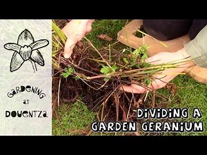 Dividing a Garden Geranium || Quick & Easy Guide