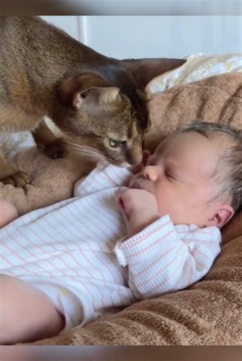 Cats and children ❤️❤️❤️#fyp #cat #tiktok #love #cute #kid