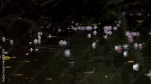 Okinawa,Japan - July 5, 2023: Floating Fallen flowers of Sagaribana or Barringtonia racemosa or powder-puff tree fallen on Maira river in Iriomote island, Okinawa, Japan