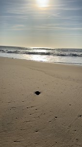 Whelk shell hunting - Assateague Island Va OSV 3/12/25 . #shell #shellsofinstagram #seashells #seashellsofinstagram #beachvibes #beachcombing #beachcombingfinds #shellcollection #shellcollector #cool #whelk #yeahsciencebeach #calming #relax #relaxing #shells #beach #shelling #esva | Acid Whelk