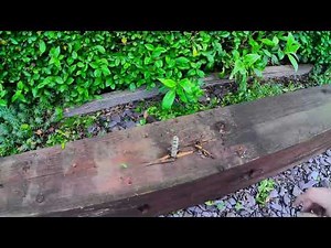 HOW to remove and replace rotten posts fence or gate