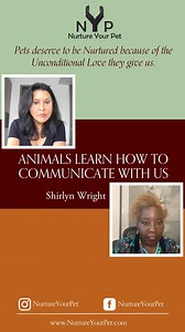 Discover the fascinating world of animal communication and how they learn to interact with us. Explore the unique ways animals communicate, from body language to vocalizations. Gain insights into their behavior and deepen your understanding of our furry friends. Join us on this amazing journey of connection with the animal kingdom. To watch the complete interview visit: www.nurtureyourpet.com #Pets #AnimalLove #ShirlynWright #CompassionForAll #AnimalPerspectives #AnimalExperiences #ShelterAnimal