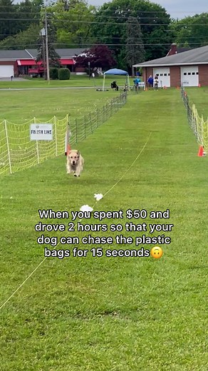 When I tried to explain the dog sport FastCAT to my friend, it’s basically you pay money to letting your dog chase the plastic bags and see how fast they can run, they probably thought I was crazy😂 but seeing how happy Mika is, all the time and money is totally worth it🥰 Mika recently got her BCAT title, she can run up to 25.7mph😍 Have you tried a dog sport? Which one is your favorite? #dogsports #fastcat #sportingdog #goldenretriever #fyp