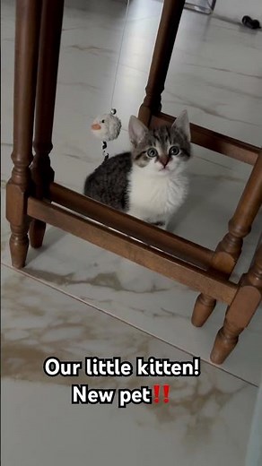 Isn’t she cute?!?#newpet #funny #cute #kitten #fyp #viral #shorts #animals #reels #2025 #indonesia