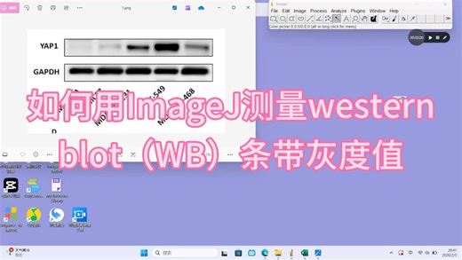如何用ImageJ 测量western blot（WB）条带灰度值