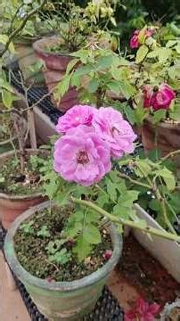 Rose Plant Care & Tips for More Flowers |#roja#roseflower Rose Plant Care#tips#rose #roseplant