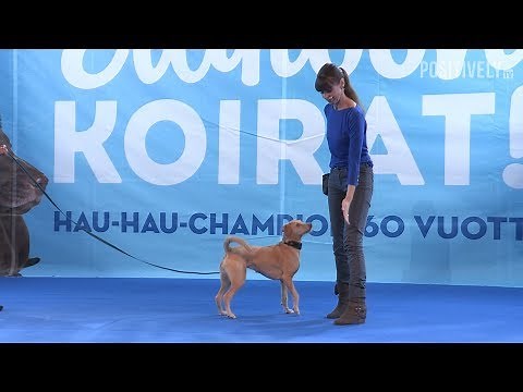 **NEW** How & Why To Teach Your Dog The 'Touch' Cue