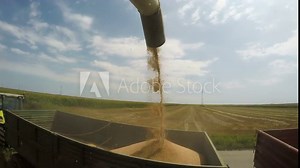 Combine Harvester Unloading Grain into Tractor Trailer