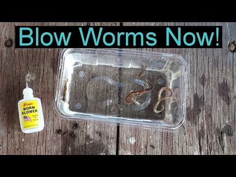 How to Catch more Fish | Fish with Live Worms | How to Fish channel