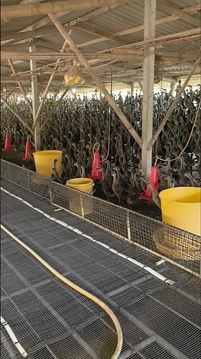 Where Geese Paradise Exists! Stunning Farm Between Lake & Mountains💥