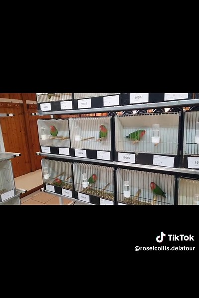 #BVAMASTER #lovebirds #inséparables #concours #bourse