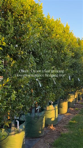 #1 Hedge for Fast Growing, Lush-Looking Privacy Ficus hillii ‘Flash’ is one of the most reliable options for creating instant privacy and structure in the garden. Known for its dense, lime-green foliage and upright form, it’s ideal for screening, hedging, or pleaching. This evergreen species grows quickly and evenly, responding well to shaping and clipping. It performs best in full sun, handles heat and humidity, and maintains a lush appearance all year round. 📍 We’re located in Mornington, Vic