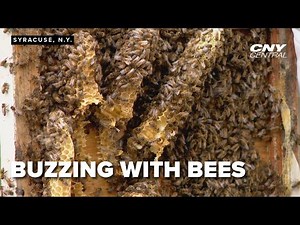 Here's how to keep your bees