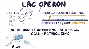 Video: Lac operon - Video Explanation! | Osmosis | Osmosis