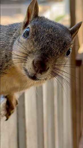Fox Squirrel Chirping & Barking! #squirrelvideo