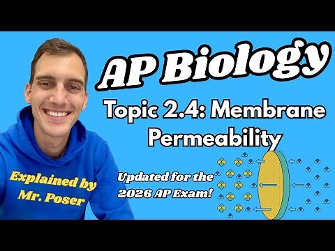 2.4 Membrane Permeability - AP Biology (Updated 2025-2026)