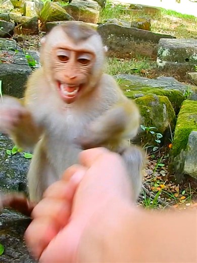 2.5K views · 39 reactions | Cute monkey cry angry to little prank #beautiful #monkeydluffy #monkeycute #babymonkey #monkeyface #lovely #monkey #cute #animals #animalsbaby #poormonkey #monkeycry #funny #funnyvideo #cuteanimals | Monkey TV7 | Facebook