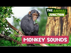 Monkey Sounds (Chatter) - 1 min | Animal Sounds in Nature | Familiar Animal Sounds