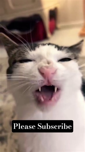 Eating Cat Sound Effect | Real Cat Chewing & Crunch SFX #cat #sfx #soundeffect #soundtrap #cateating