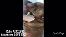37 reactions · 49 shares | ** ADOPTED BACK TO OWNER!!! RUBY IS AMAZING!!!!!!!!!!!!!!!!!! Please see her main link for more information and updates. Thank you!!! A1412680 https://www.facebook.com/rescuemetampa/photos/a.1748442488529942.1073742545.250846728289533/1770025033038354/?type=3&theater | Rescue Me Tampa - Shelter Dogs | Facebook