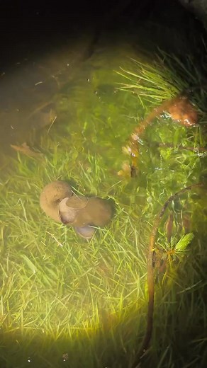 #snailegg #snailbreaking | Creative Plus