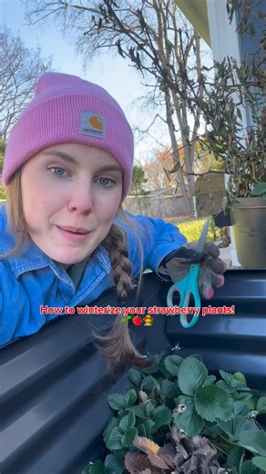 How to winterize your strawberry plants! Note: you want to do this after your plants have started to go dormant: after 2-3 hard frosts. #gardentips #strawberryplant #winterization #backyardgarden | Emily Grace