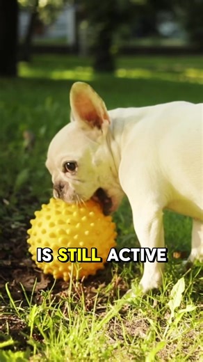 If your puppy is still hyper after a walk, it’s not because the walk wasn’t long enough, it’s because puppies need mental stimulation, not just physical exercise. 🧠🐶 Training sessions, sniffing games, enrichment toys, and problem-solving activities help burn the energy that a simple walk can’t. #PuppyTraining #MentalStimulation #HyperPuppy #DogTrainingTips