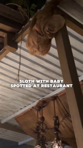 4.8K reactions · 61 comments | Today at Sloth Mothers Week: This mom...