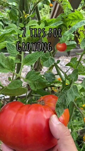 Tips for Growing Scarlet Runner Beans and Sustainable Living