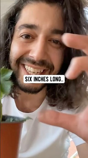 Growing Your Own Cherries 🍒 creative explained