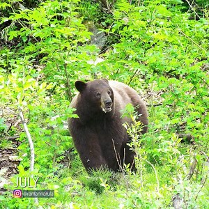 3.2K reactions · 703 shares | When is the best time to see wildlife from our train? We'd love to show you! | Rocky Mountaineer | Facebook