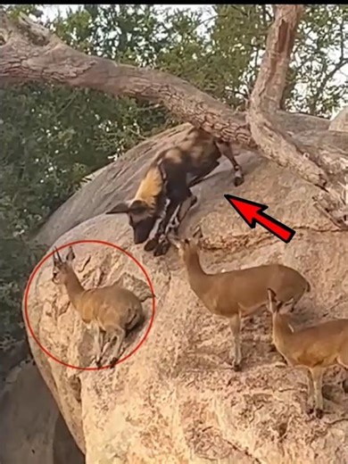 Deer Outsmart a Pack of Wolves 🤯#shorts #wildanimals