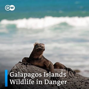  Rats  have been threatening the wildlife of the Galapagos islands. Could drones help preserve the unique ecosystem? More: p.dw.com/p/3EFfb | DW Environment | Facebook