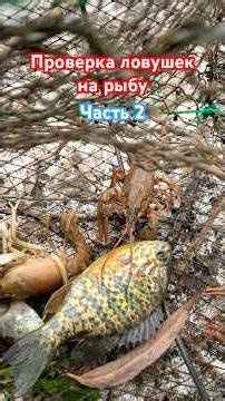 Проверка ловушек на рыбу [часть 2]. Ловля рыбы на ловушки(верши). Рыбалка вершами зимой👍👍👍