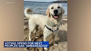 Voting begins for Peoples Gas safe digging 'ambassadog' mascot