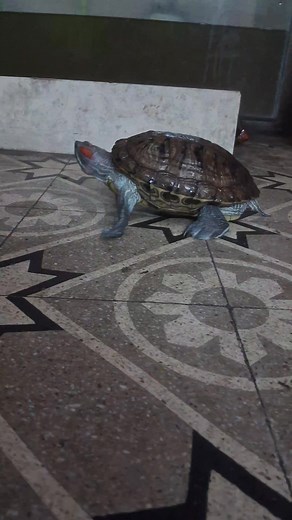 Exotic turtle 🐢 #reelsviralシ #videos #facebookpost #turtle #hilights #follower #highlightseveryone | Sudipta Chatterjee
