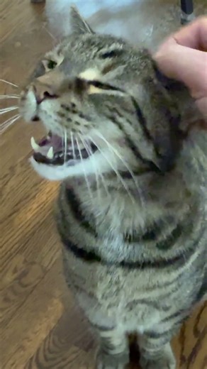 Critter Cat Club - Head Scratchin' Friday Pt. 3 #funnycatvideo #catvideos #catfunny #funnycatcontent