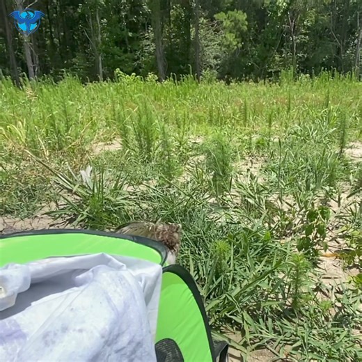 2.2K views · 195 reactions | This Red-shouldered Hawk has been...