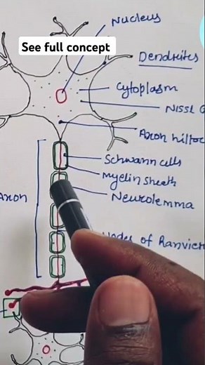 Structure and function of neuron. Control and coordination class10 #biology #science