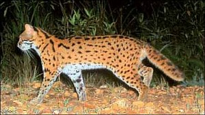 New leopard cat behaviour filmed