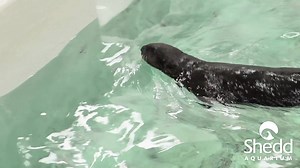 34K views · 823 reactions | What do our otters do when they're behind the scenes? Training and enrichment activities are the name of the game. Target training helps otters voluntarily participate in their own care! | Shedd Aquarium | Facebook