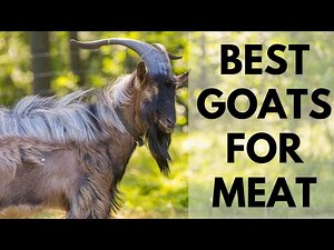 Best Goats for Meat and profit