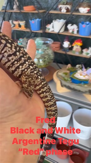 Fred is a Red Argentine Black and White Tegu. Tegus are incredibly smart, like a dog. They are omnivores which makes feeding easy. They get about 3 1/2’ from tip of tail to snout. Want more info, ask Dale at The Pet Shoppe. Saturday hours are 10-5. | The Pet Shoppe Vallejo