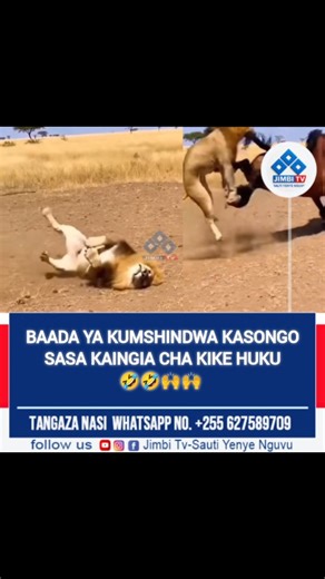 2.3K views · 1.8K reactions | SIMBA BORA ABAKI KWA KASONGO TU HUKU VITA HAIWEZI藍藍 | Jimbi Tv | Facebook