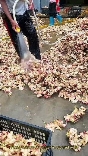 The process of rinsing ginger with a high - pressure water gun